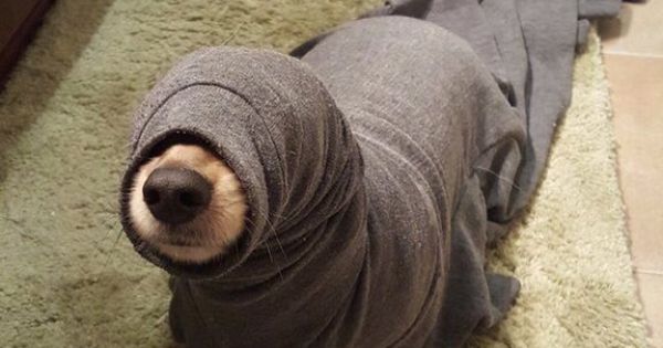 Meet Matt Nelson, the Student Behind the WeRateDogs (@Dog_Rates ...